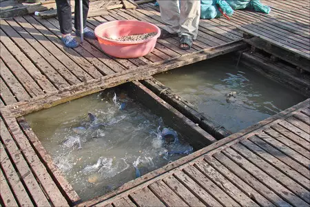 pangasius hatcheries