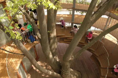 Jardim de infância em torno da árvore Zelkova Fuji Tezuka Architects 27 1