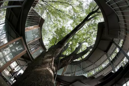 Детский сад вокруг дерева Zelkova Fuji Tezuka Architects 33