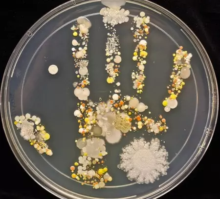 Bakiteriya Petri Dish Microbe Wazaka 8 Wosindikiza Pamanja Tasha Sturm 1