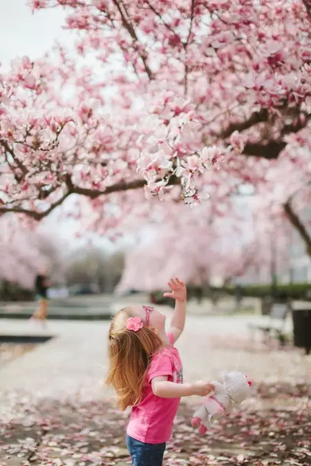 ntxhais saib almond blossoms