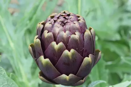 Artichoke