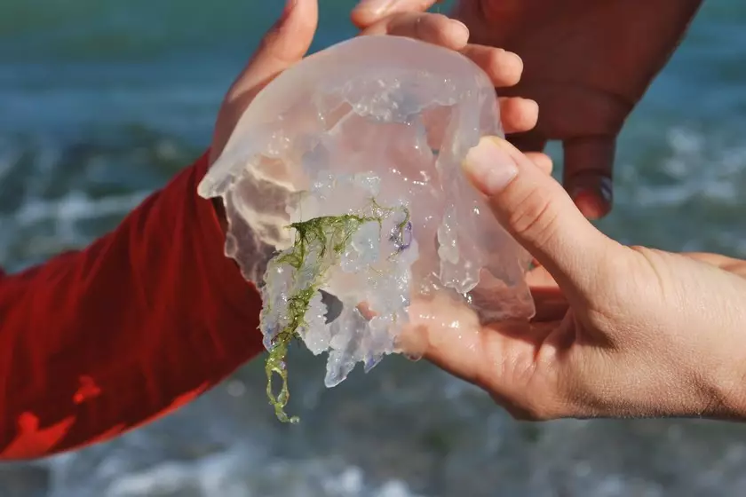 Le punture di meduse nei bambini: come prevenirle, cosa fare e cosa non fare se punti