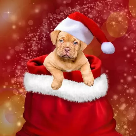 christmas puppy