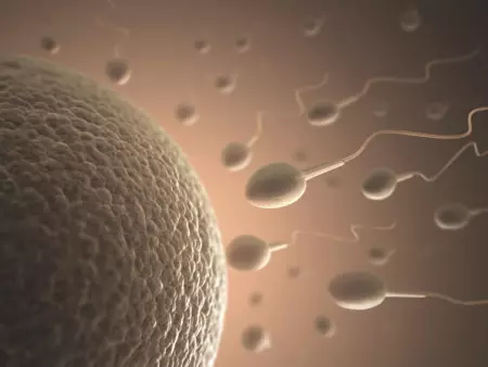 Vajíčko-spermie