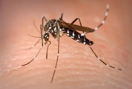 zika-වයිරස-ගැබිණි