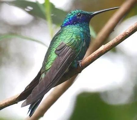 640px Coruscani colibri