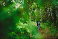 Promenado en la arbaro