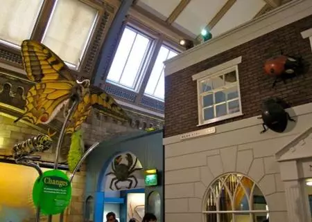 Insects at the Natural History Museum