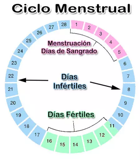 Менструальдық цикл