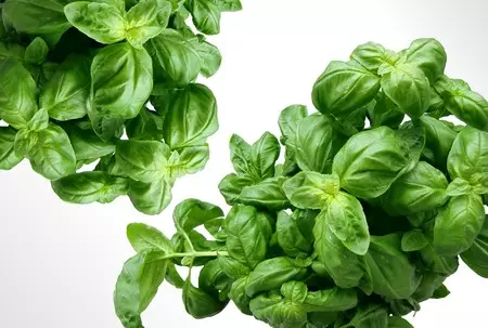 Basil