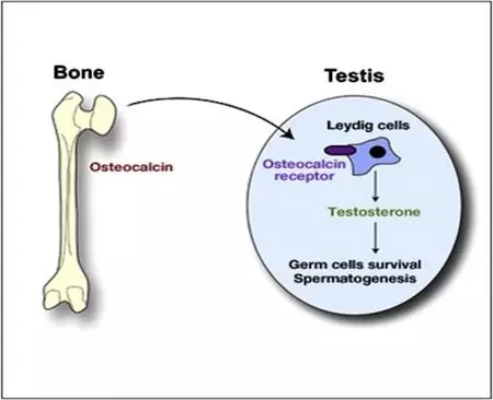 ossos e fertilidade