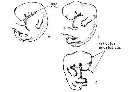 ຫ້າອາທິດ embryo