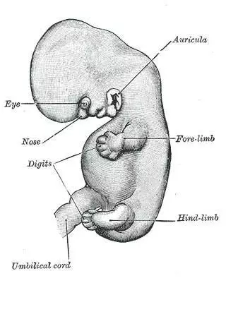 Embryon de 6 semaines (enceinte de 8 semaines)