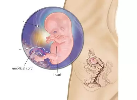 Java e 10 e shtatzënisë: nga embrioni tek fëmija