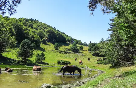 Pyreneeën