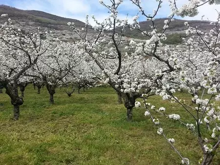 vall del jerte