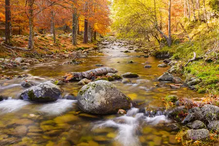 Sierra de Onion