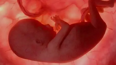 懷孕一周一周圖片：18週胎兒