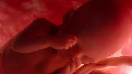 ukukhulelwa ngeveki ngeeveki imifanekiso: 20 iveki fetus