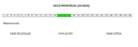 ovulation