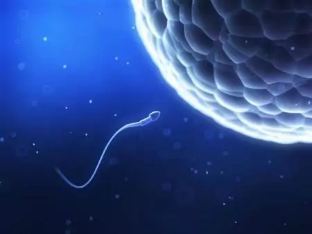 spermatozoön