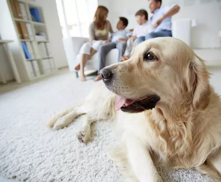 Chien dans le salon