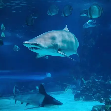 Мадридын амьтны хүрээлэнгийн аквариум