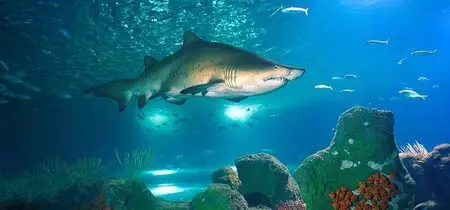 Альмунекар Бычья акула