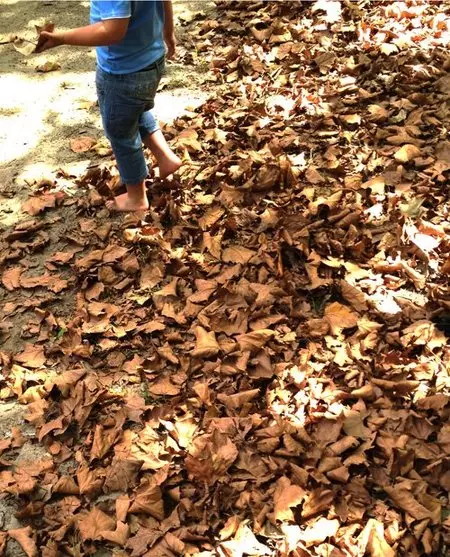 criança pisando em folhas secas