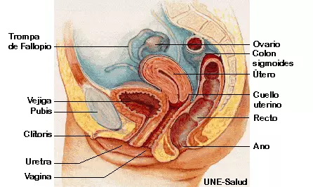 Bộ phận sinh dục-Nữ