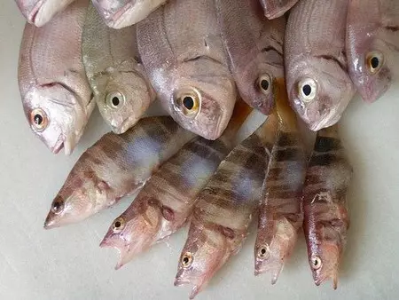 Fisch, der wahrscheinlich Anisakis enthält