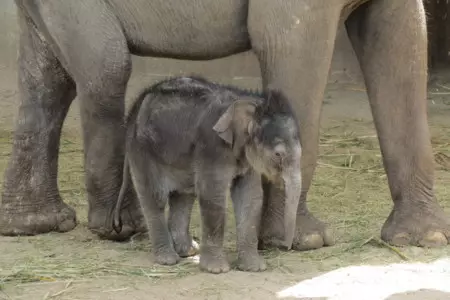 Zoológico de Madri