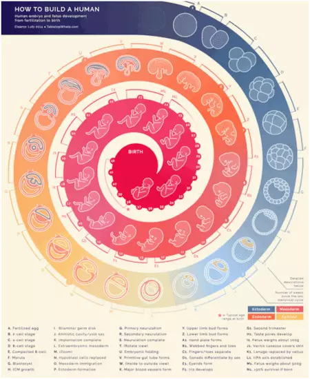 Gif-infografia-Embaràs